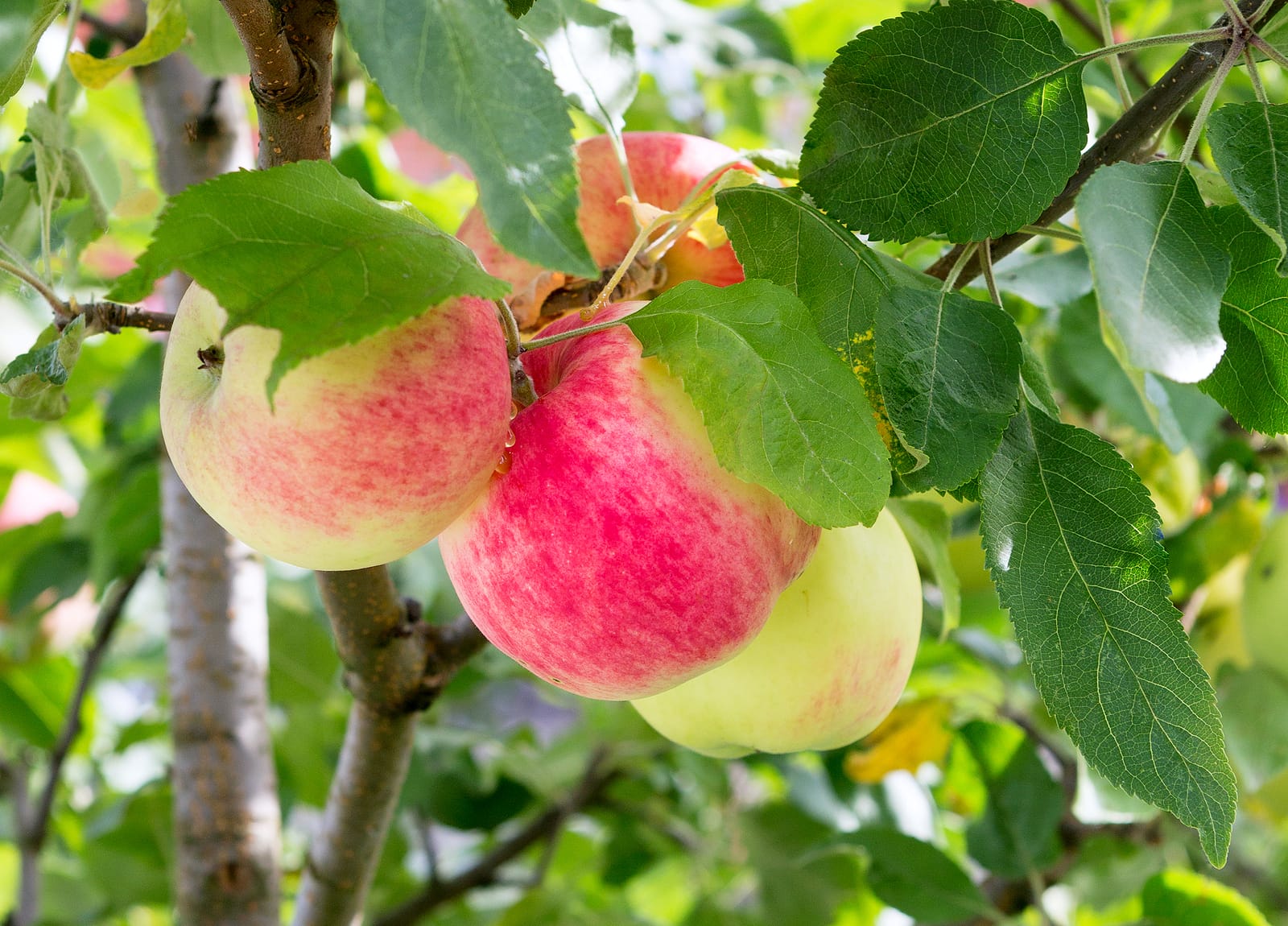 Haukkaa kotimaista omenaa - Keventäjät.fi